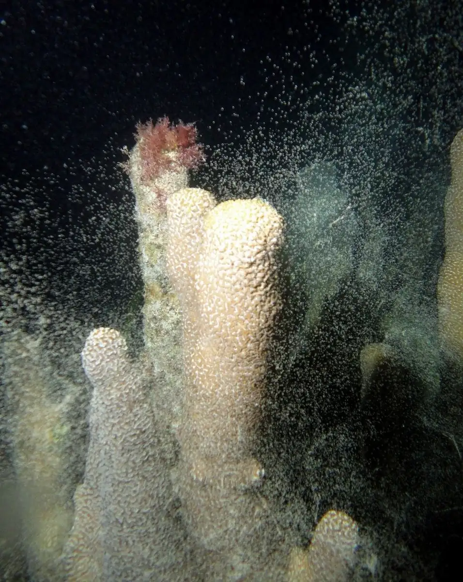 When to See the 2026 Great Barrier Reef Coral Spawning